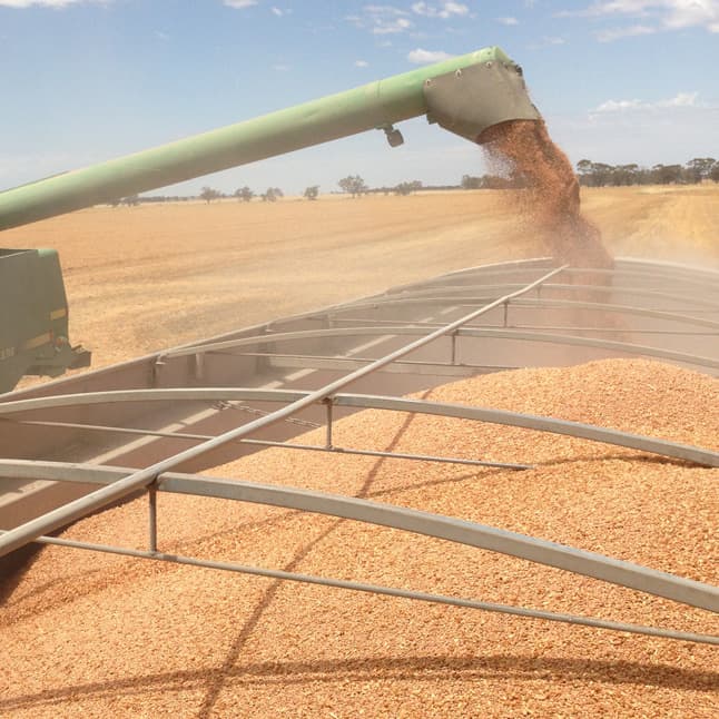 AUSTRALIA IS PRODUCING A HUGE AMOUNT OF LENTILS | Industry Update ...
