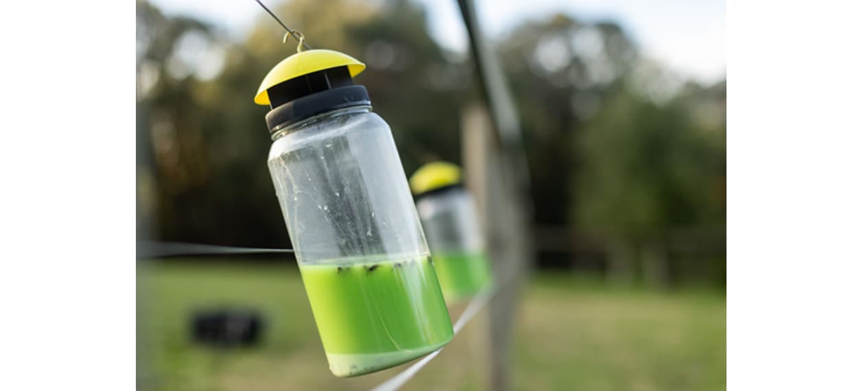 Oz bugs can’t bear our fly traps | Industry Update Manufacturing Media